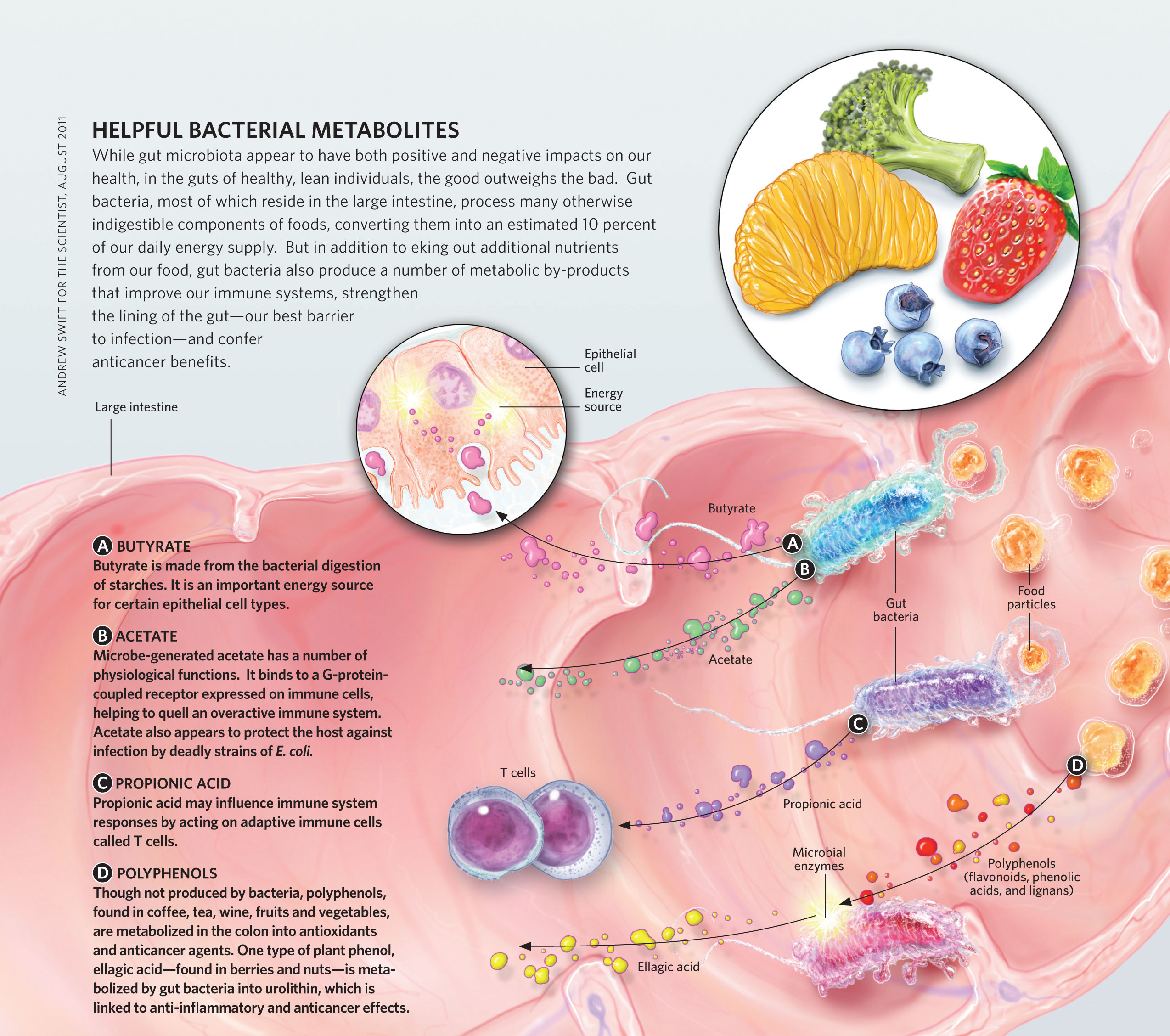 Helpful Bacterial Metabolites | The Scientist Magazine®